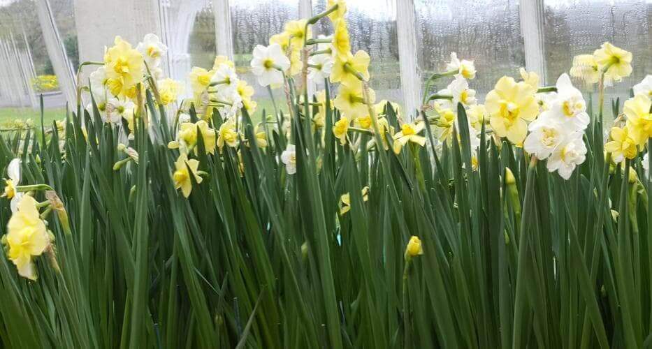 Regala sonrisas, regala flores. - Floristeria Contxa Márquez